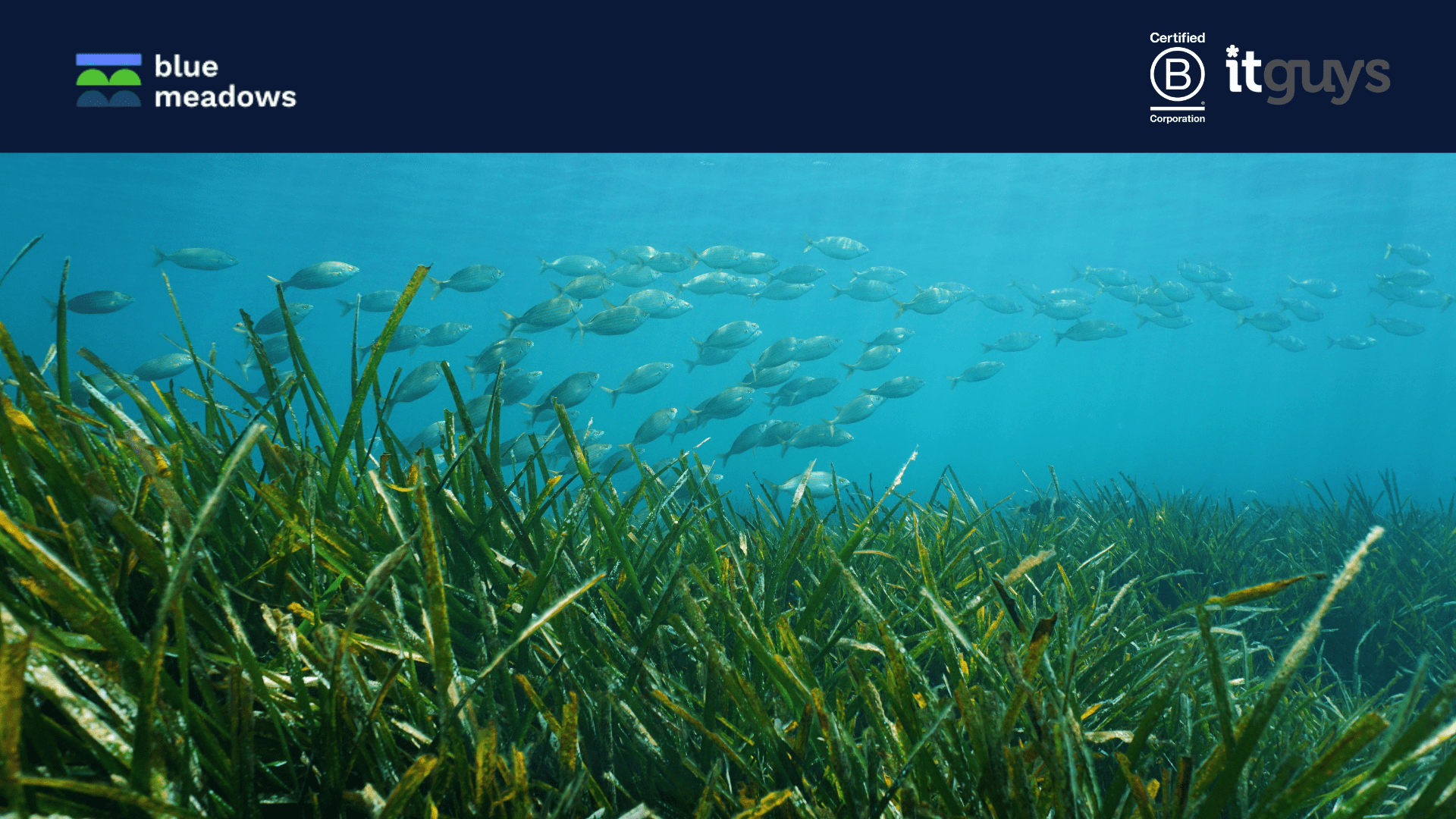 Supporting the Ocean Conservation Trust and the Blue Meadows Project